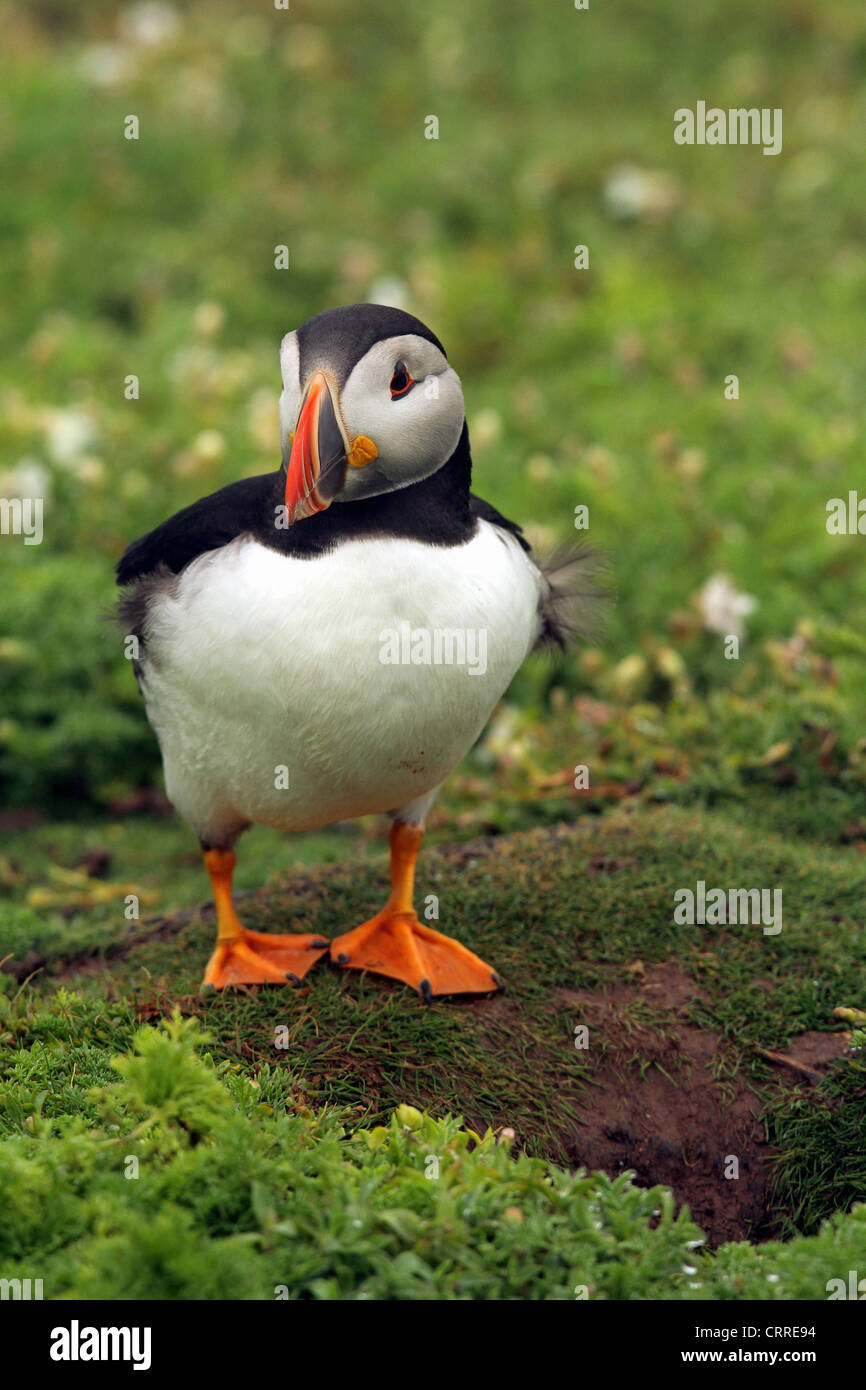 Puffin on Skomer Island Stock Photo - Alamy