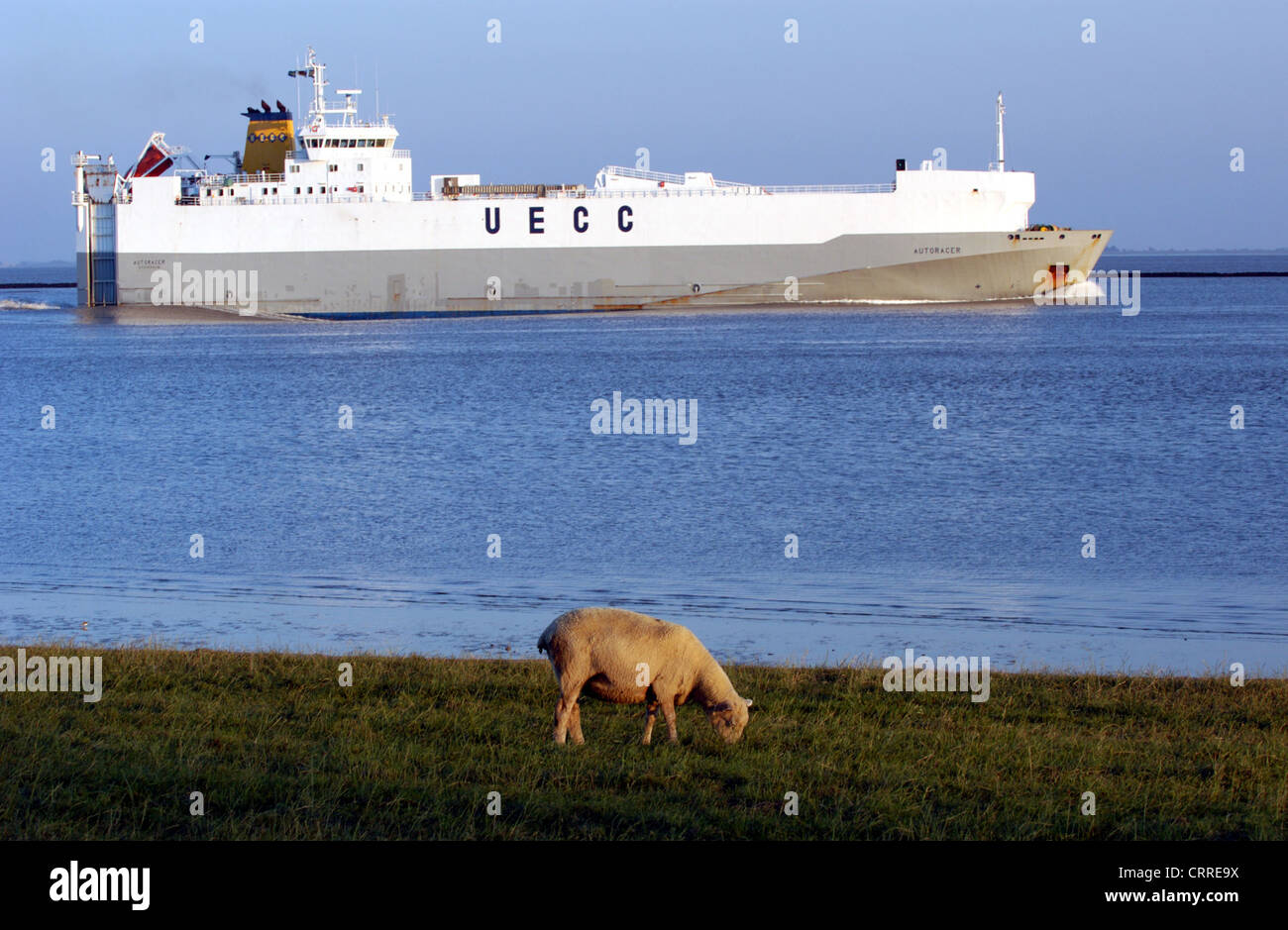 Sheep carrier hi-res stock photography and images - Alamy