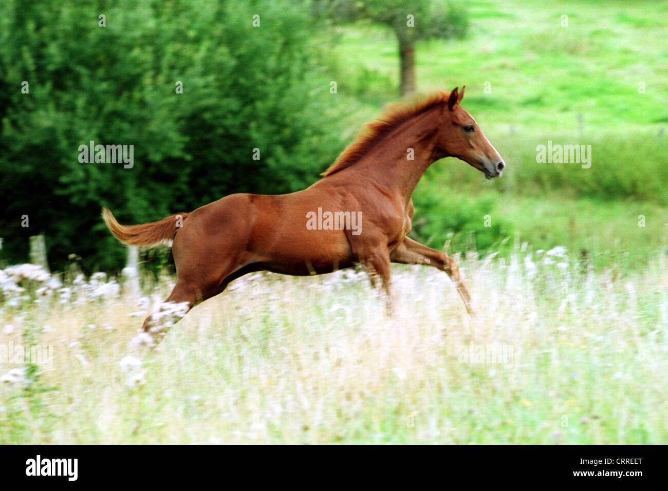 A foal in full gallop on a summer meadow Stock Photo - Alamy