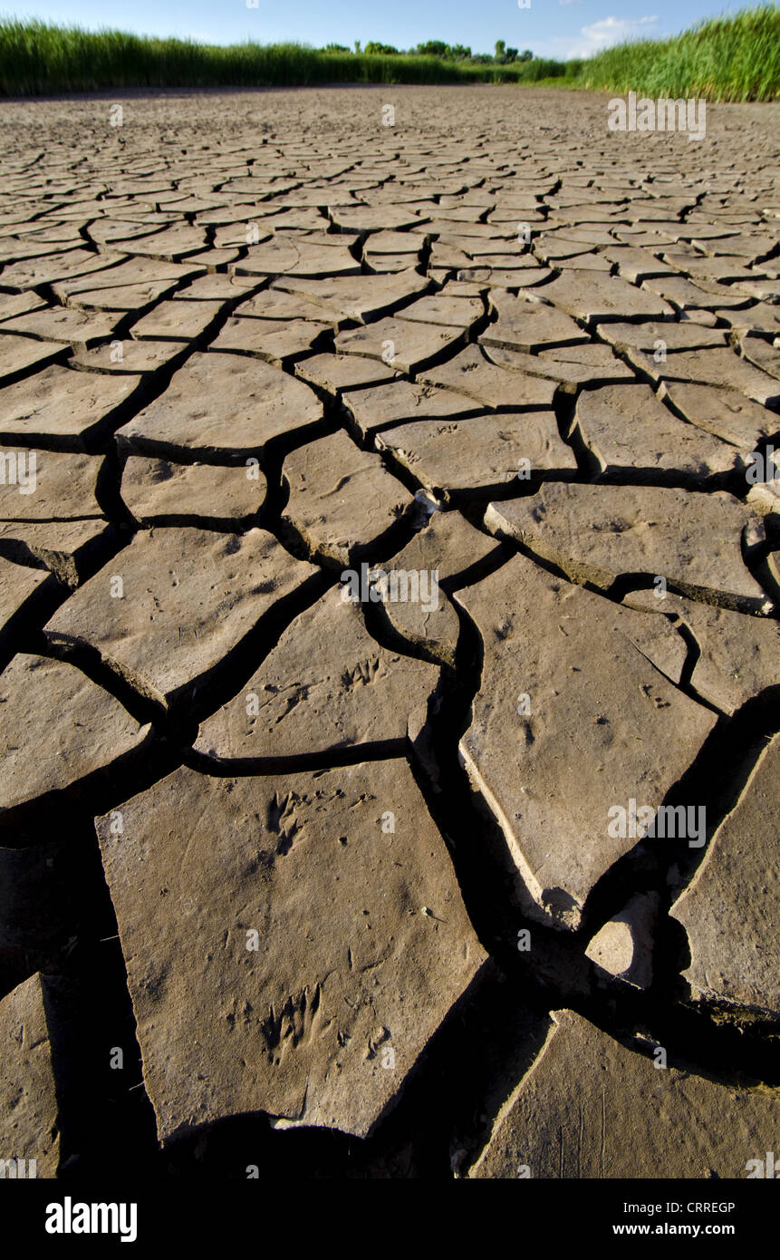 Cracked mud in dry Marsh with raccoon and turtle tracks, Bosque del ...