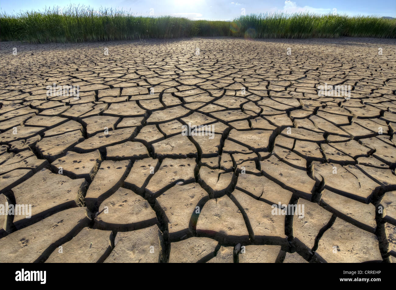 Cracked mud in dry Marsh with raccoon and turtle tracks, Bosque del ...
