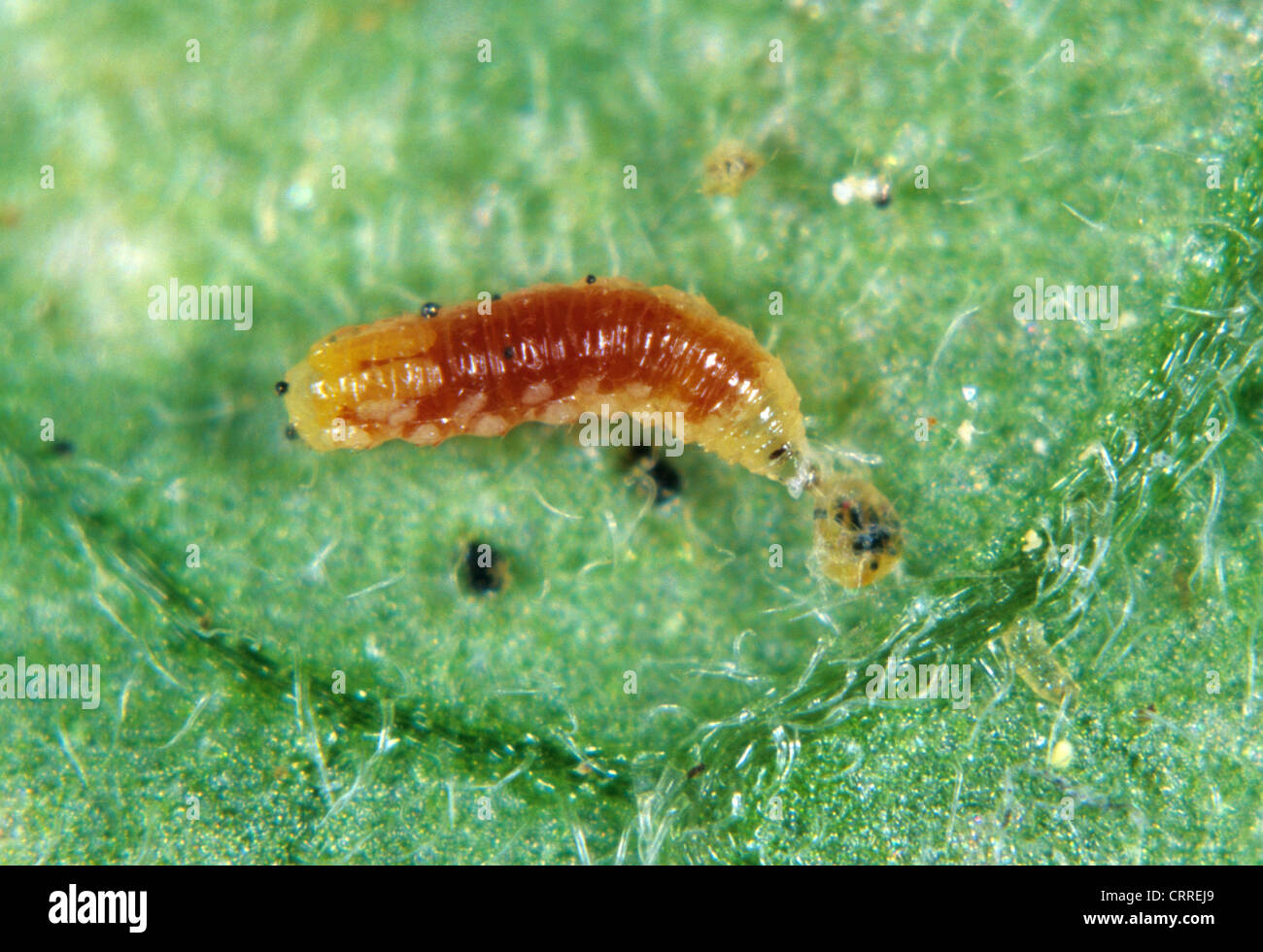 Predatory midge larva (Feltiella acarisuga) attacking two-spotted ...