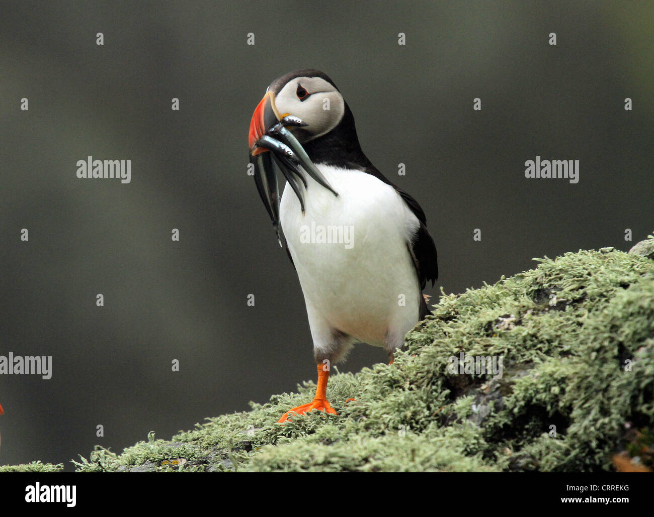 Puffins on Skomer Island Stock Photo - Alamy