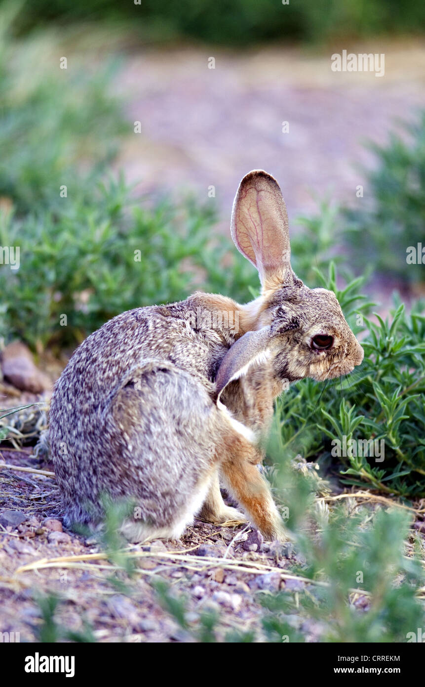 Desert Cottontail, (Sylvilagus audubonii), Bosque del Apache National ...