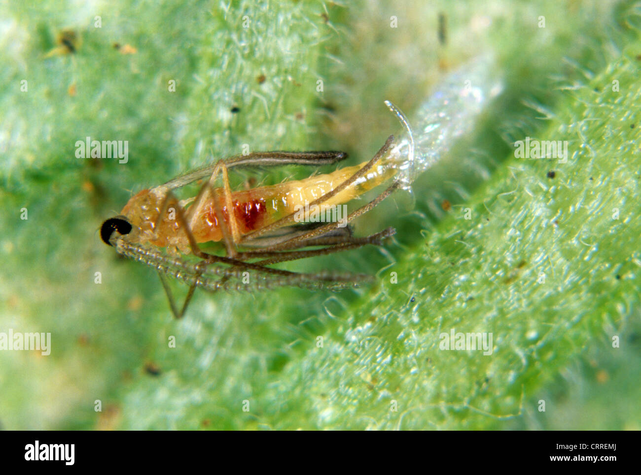 Predatory midge (Feltiella acarisuga) adult emerging from its pupa ...