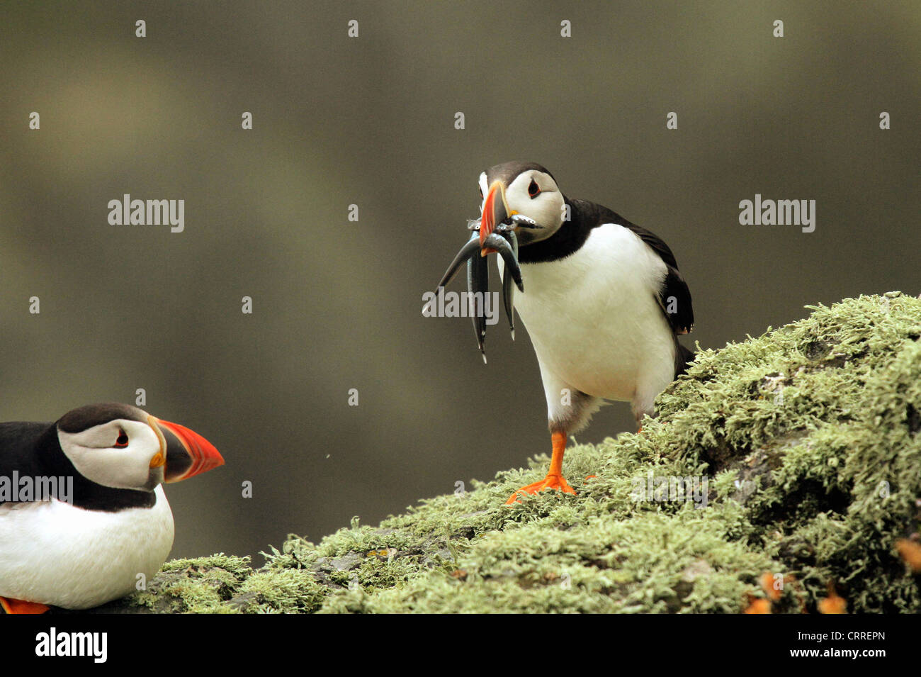 Puffins on Skomer Island Stock Photo - Alamy