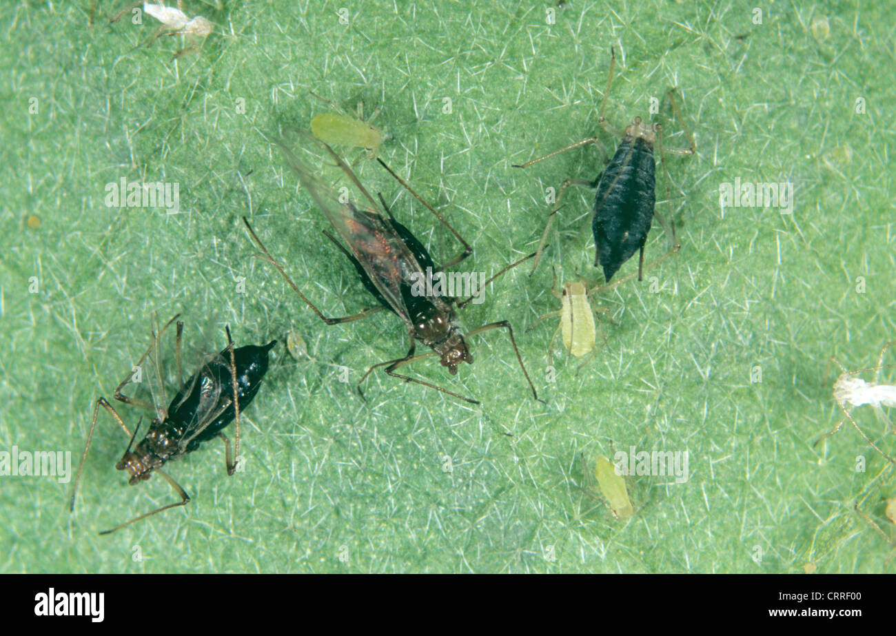 Parasitoid wasp (Aphelinus spp.) parasitised black potato aphid mummies ...