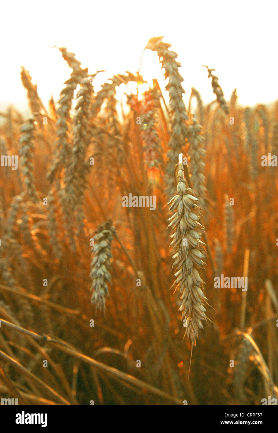Field of ripe grain, Lower Saxony Stock Photo - Alamy