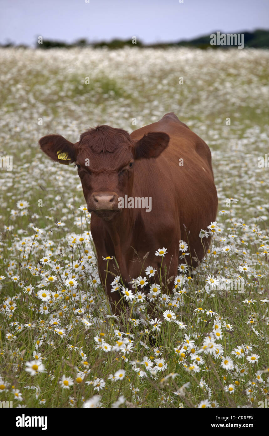 Colourful cows hi-res stock photography and images - Alamy