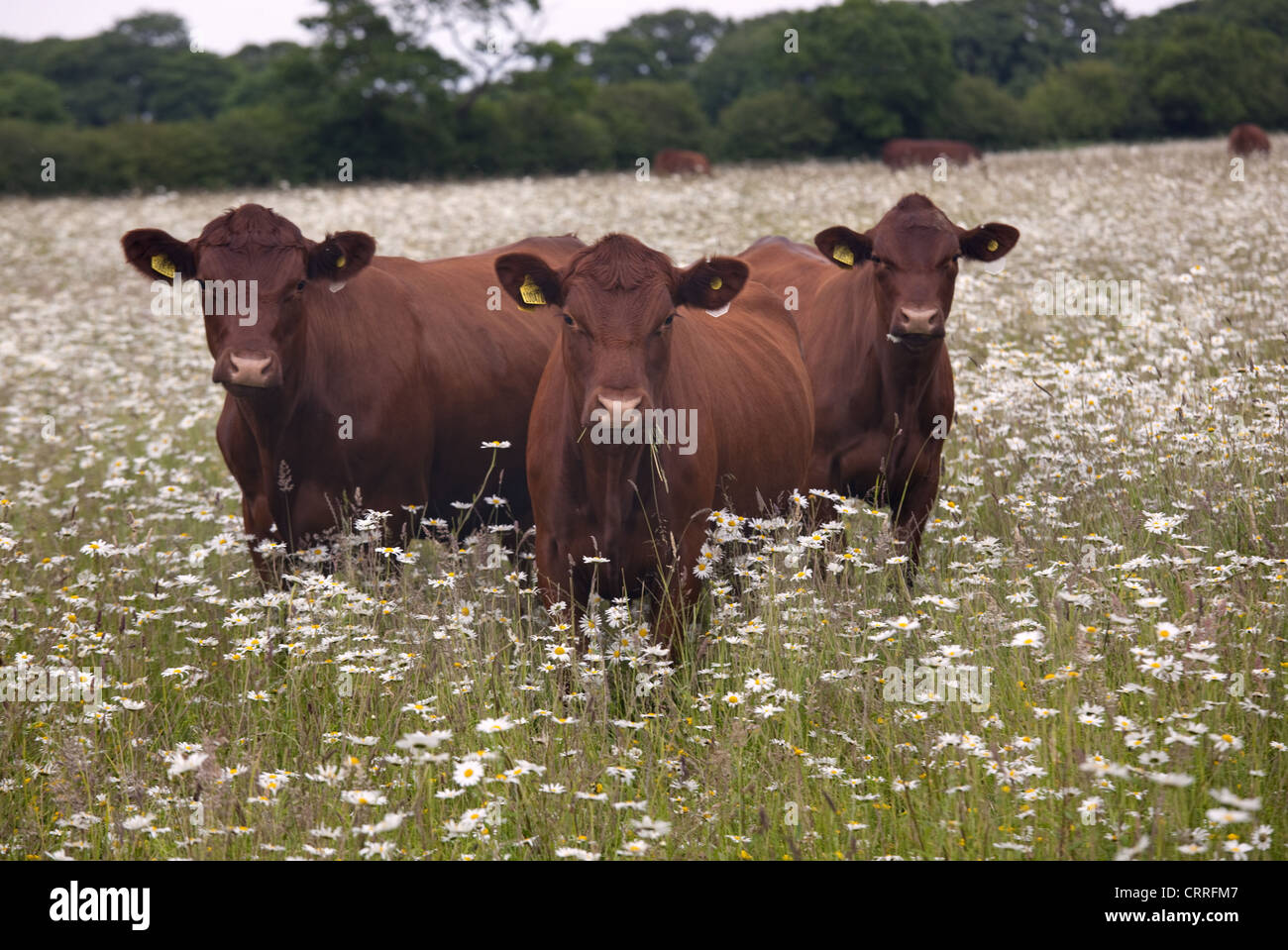Red poll cattle hi-res stock photography and images - Alamy
