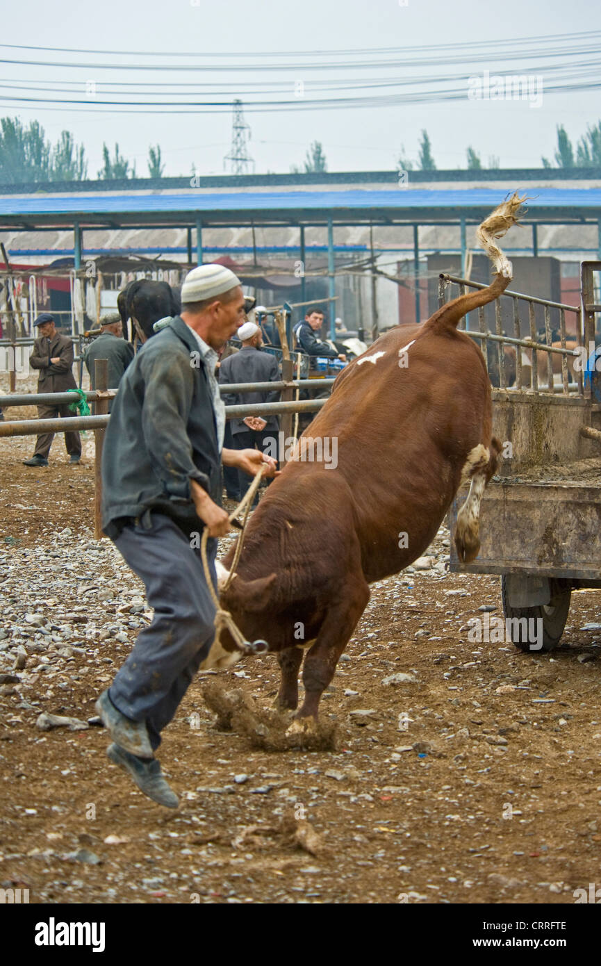 Cows cattle market hi-res stock photography and images - Alamy