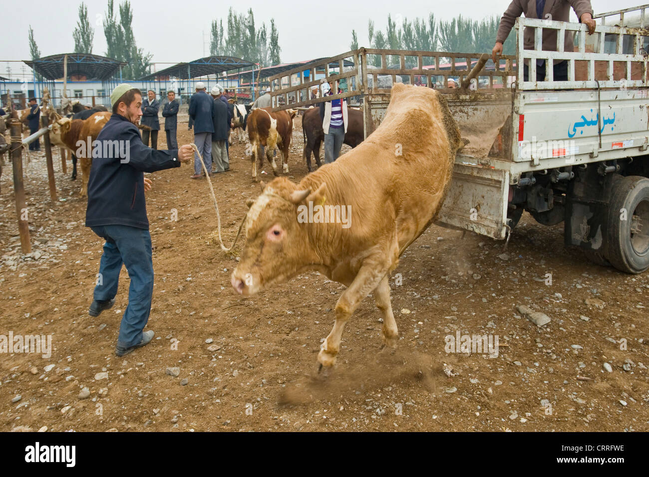 Unloading Cattle High Resolution Stock Photography and Images - Alamy