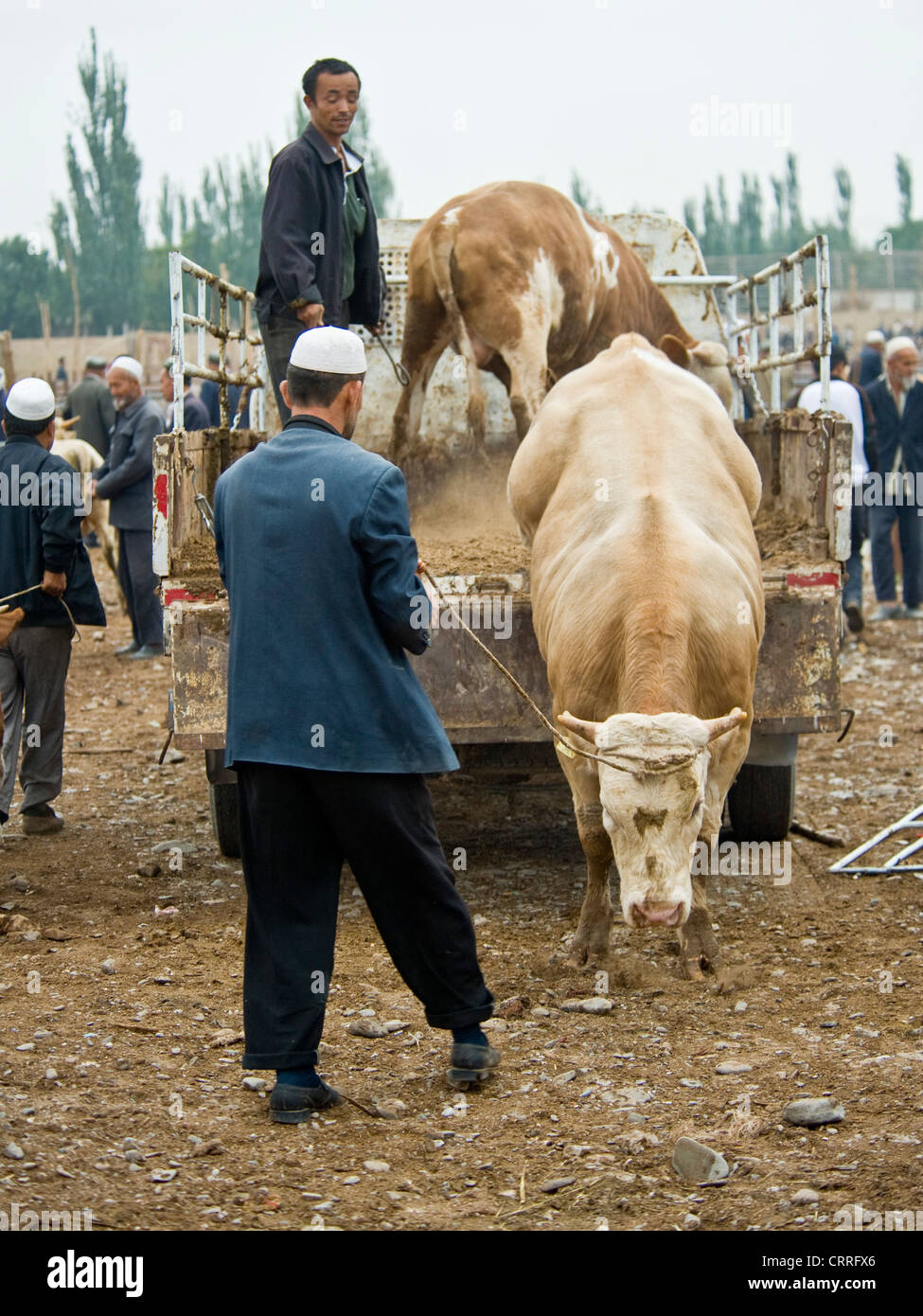 Unloading cattle hi-res stock photography and images - Alamy