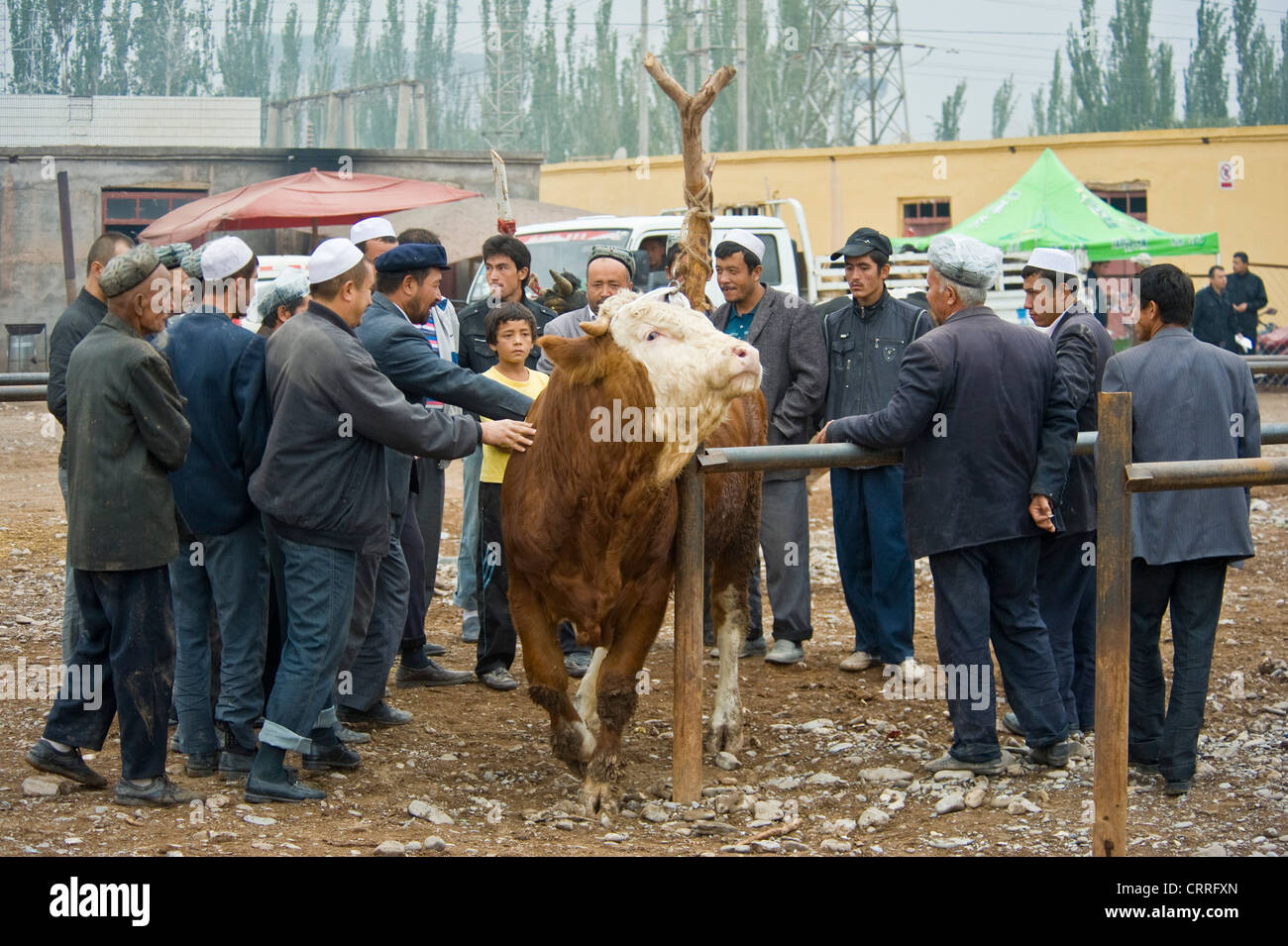 Uyghur Chinese men bartering for cattle at the Sunday Western-Central ...