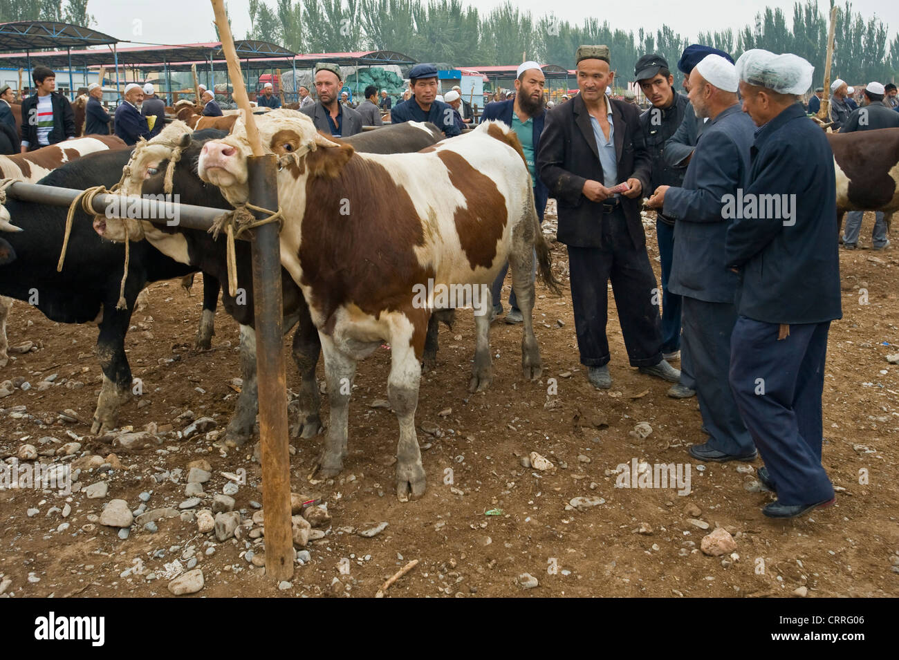 Uyghur Chinese men bartering for cattle at the Sunday Western-Central ...