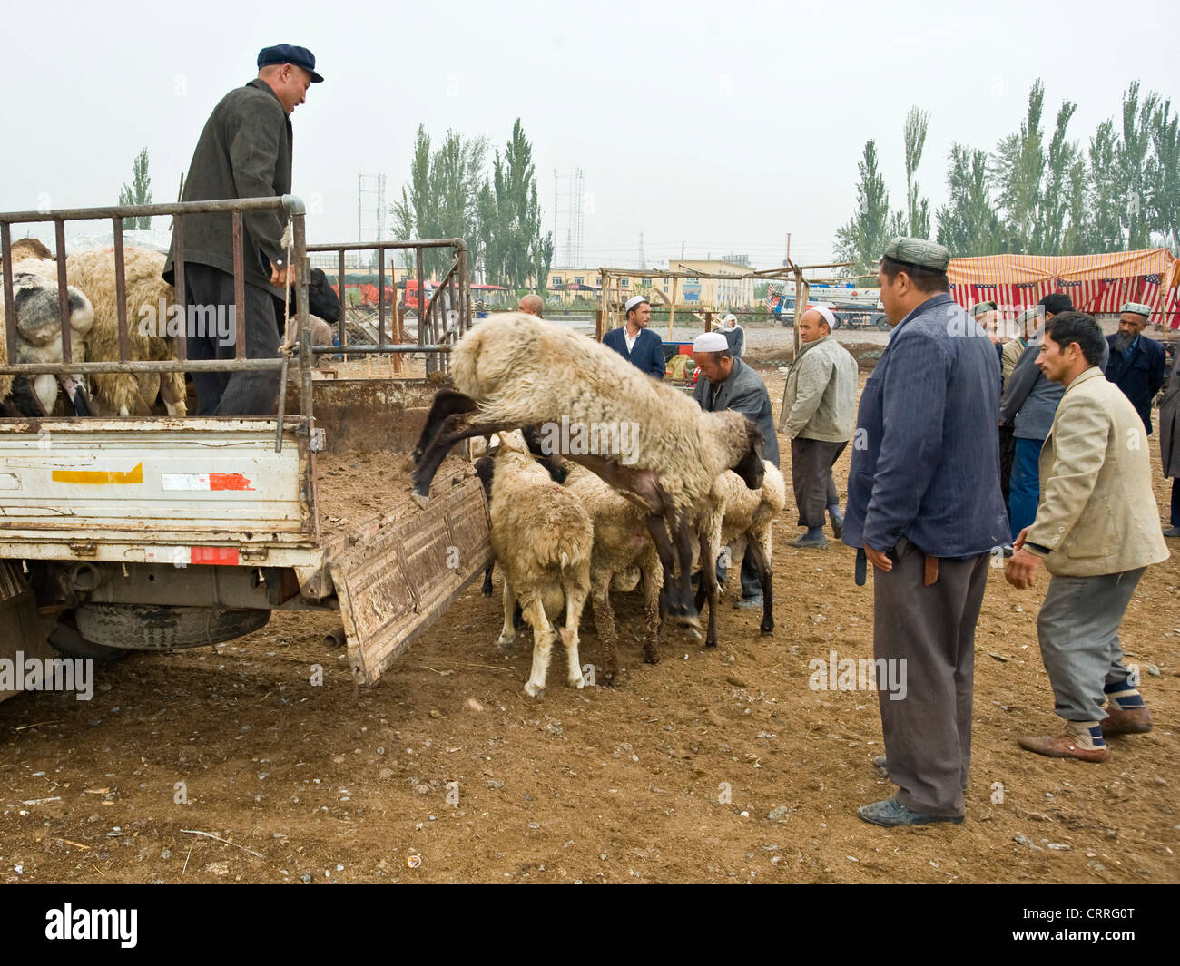 Uyghur Chinese men unloading their sheep at the Sunday Western-Central ...