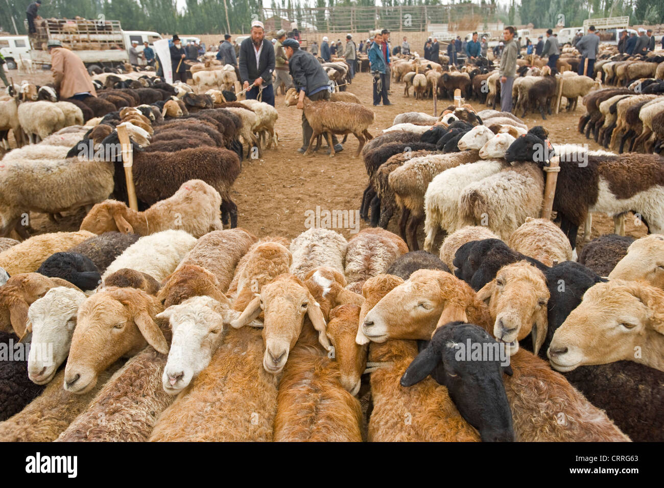 Sheep on display at the Sunday Western-Central Asia livestock market ...