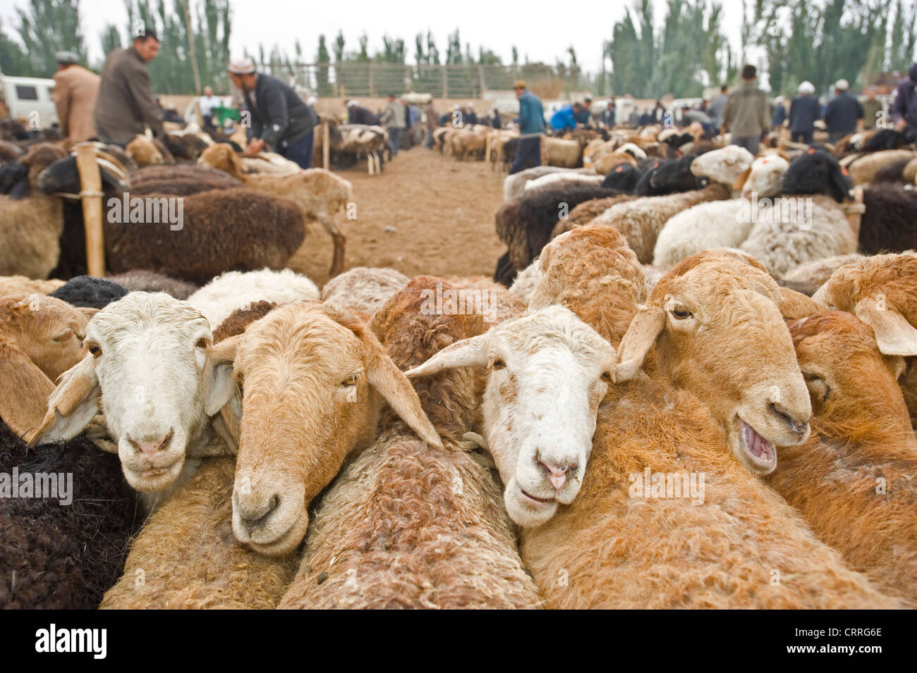Indigenous sheep hi-res stock photography and images - Alamy