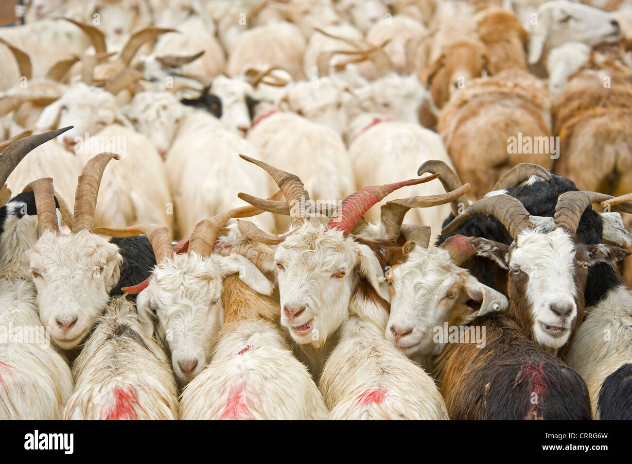 Goats on display at the Sunday Western-Central Asia livestock market ...