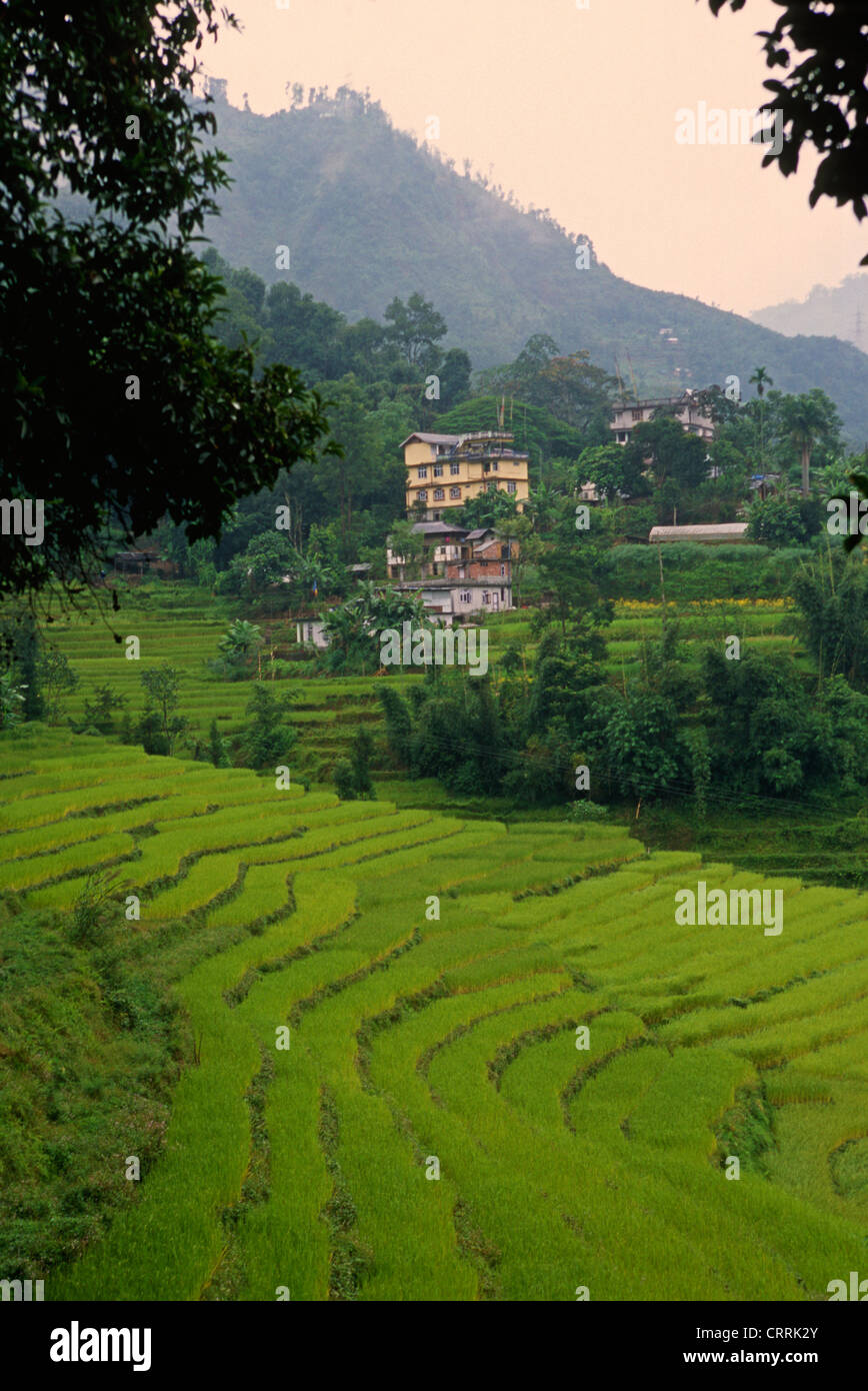 India; Sikkim, terraced rice fields Stock Photo - Alamy
