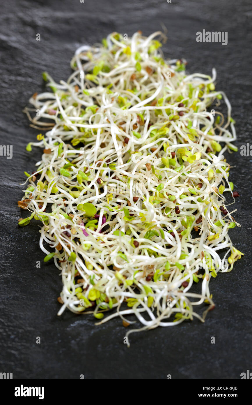 Alfalfa seedling hi-res stock photography and images - Alamy
