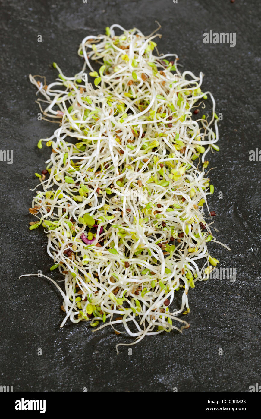 Alfalfa sprouts hi-res stock photography and images - Alamy
