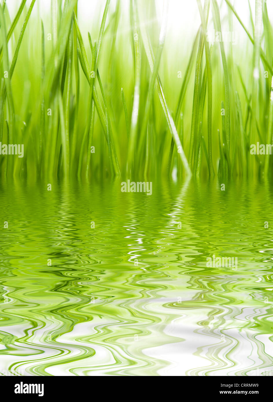 fresh green grass under sun Stock Photo - Alamy