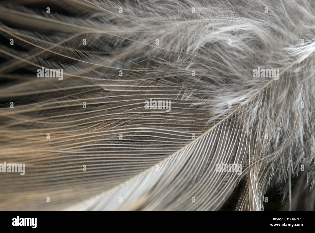 Perfect feather hi-res stock photography and images - Alamy