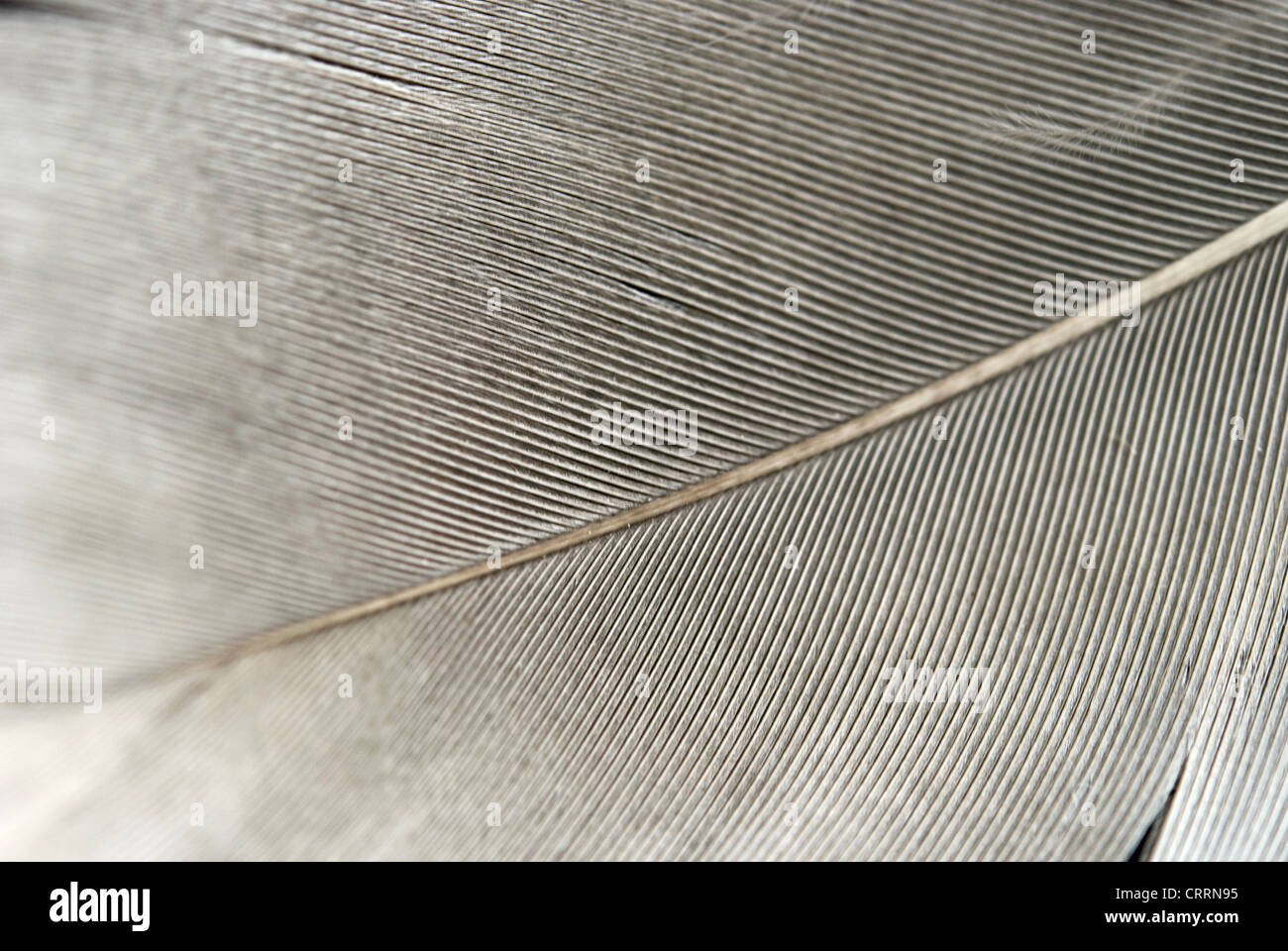close up view of feather Stock Photo - Alamy