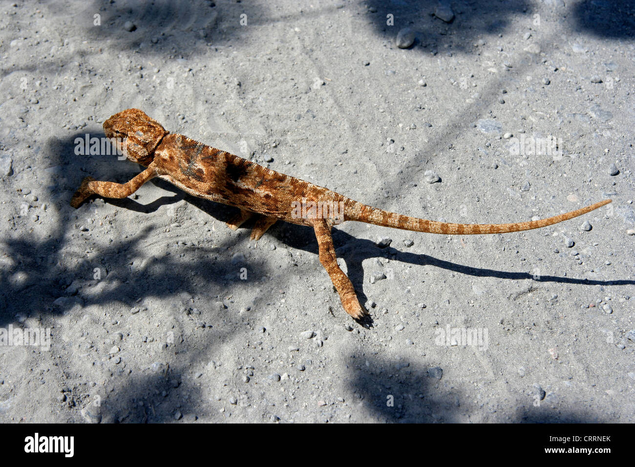 Chamelon crossing an unmade road in Lapta North Cyprus Stock Photo - Alamy