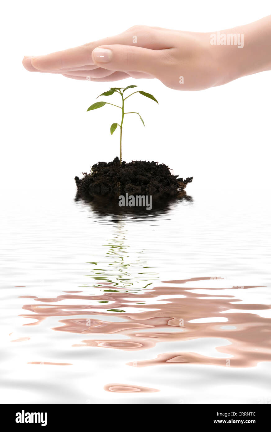 Hand covering young plant over white hi-res stock photography and ...