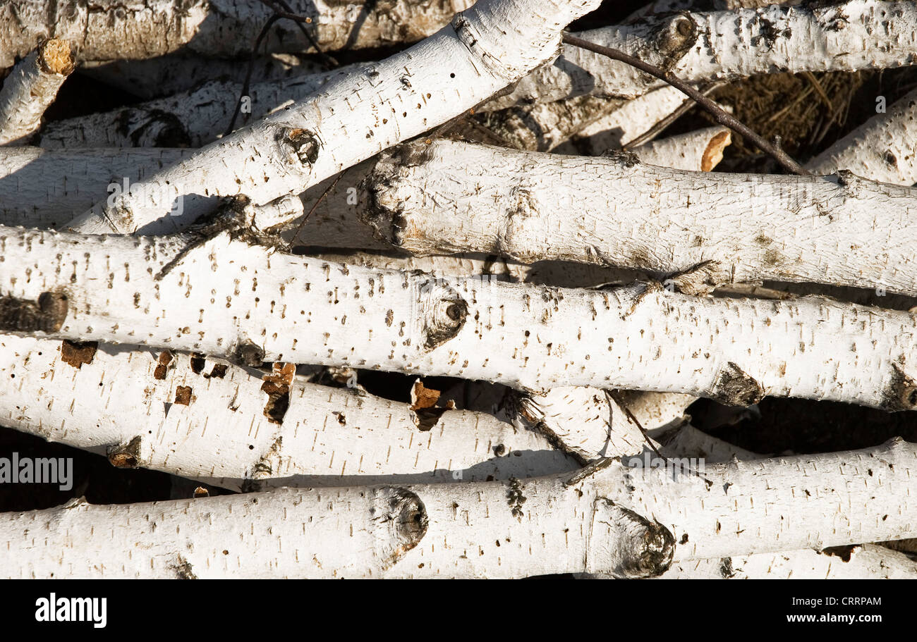 Birch logs hi-res stock photography and images - Alamy