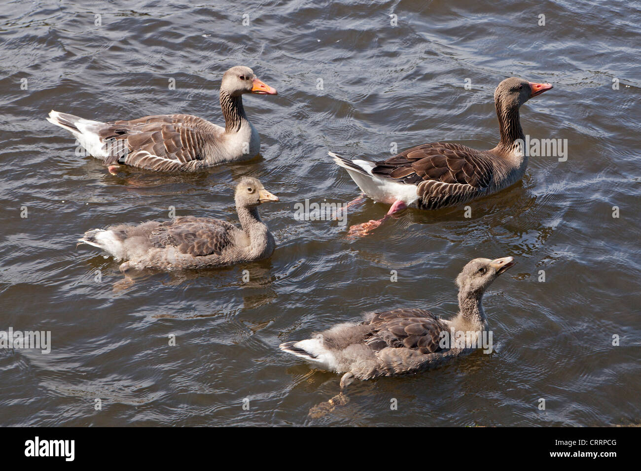 family of grey geese, outer Lake Alster, Hamburg, Germany Stock Photo ...