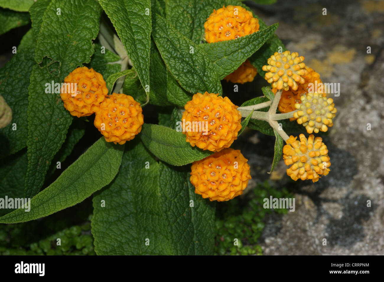 Buddleia globosa hi-res stock photography and images - Alamy
