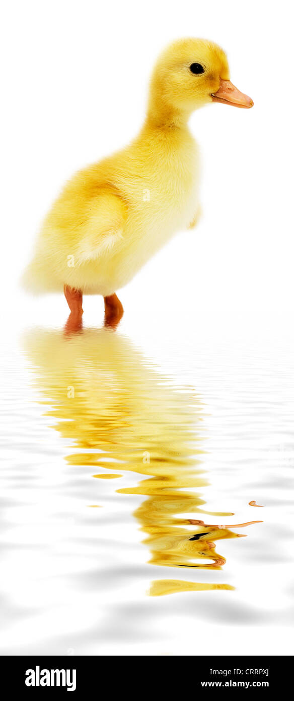 nice small duckling looking cute reflected in water Stock Photo - Alamy