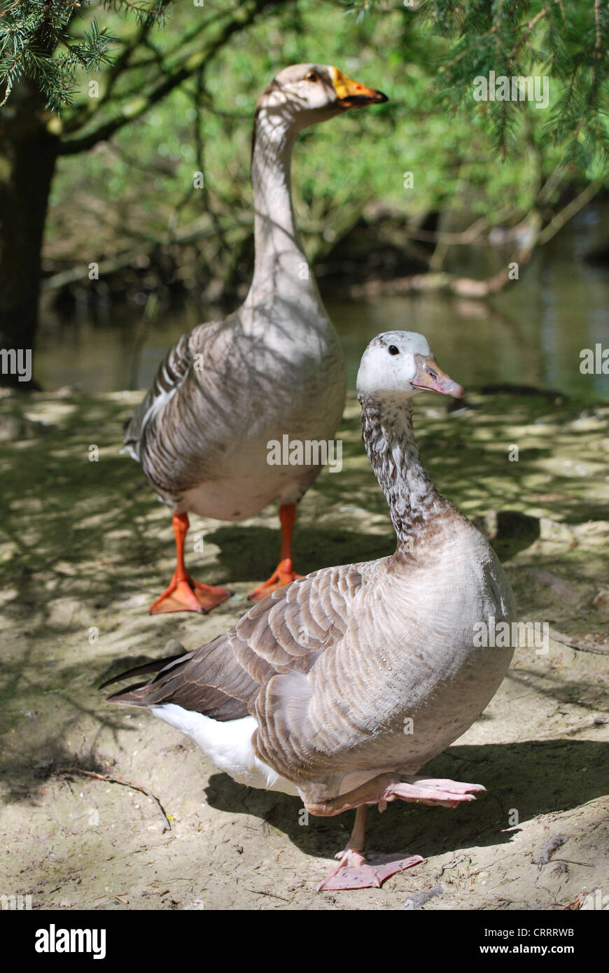 2 geese hi-res stock photography and images - Alamy