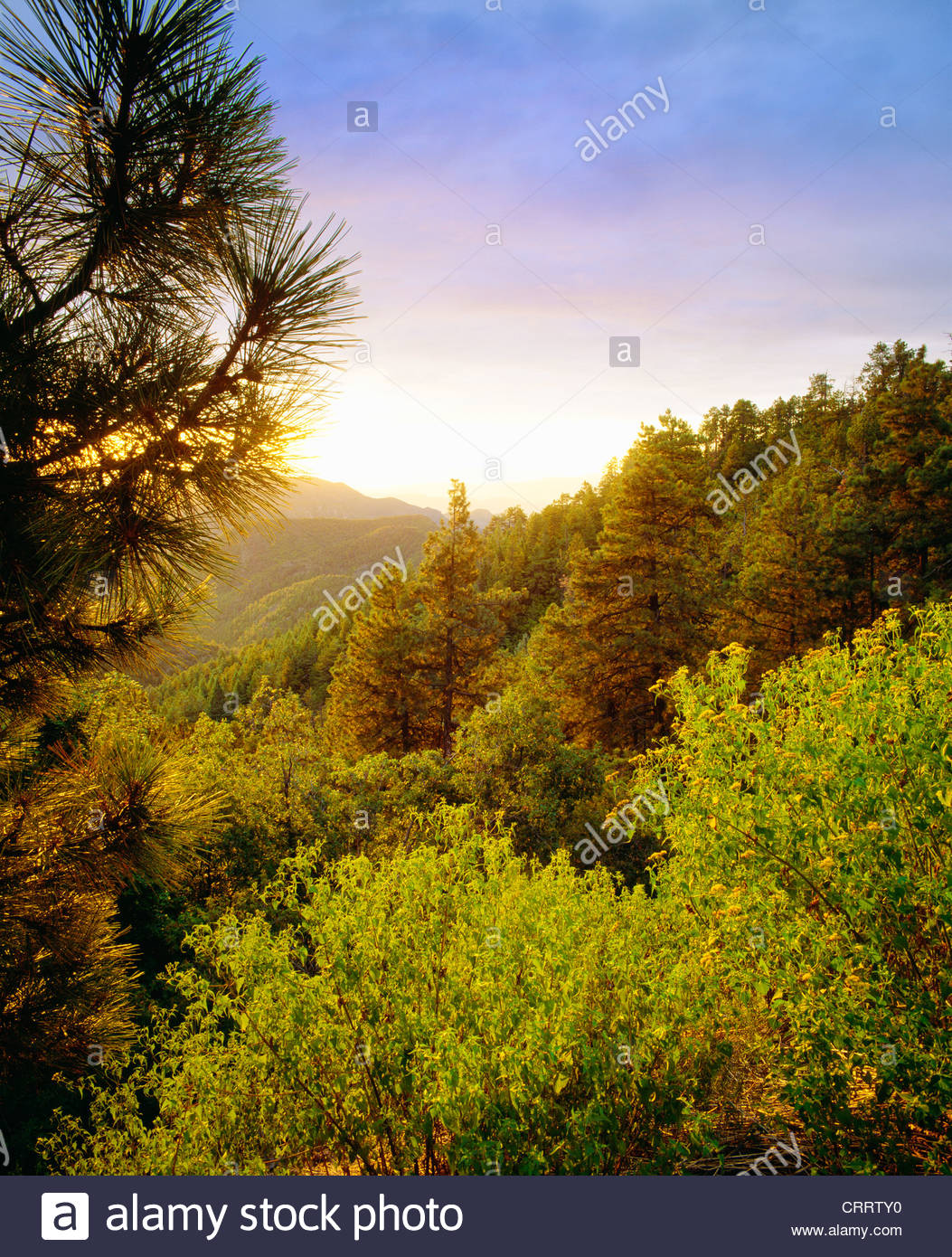 Primitive High Resolution Stock Photography and Images - Alamy