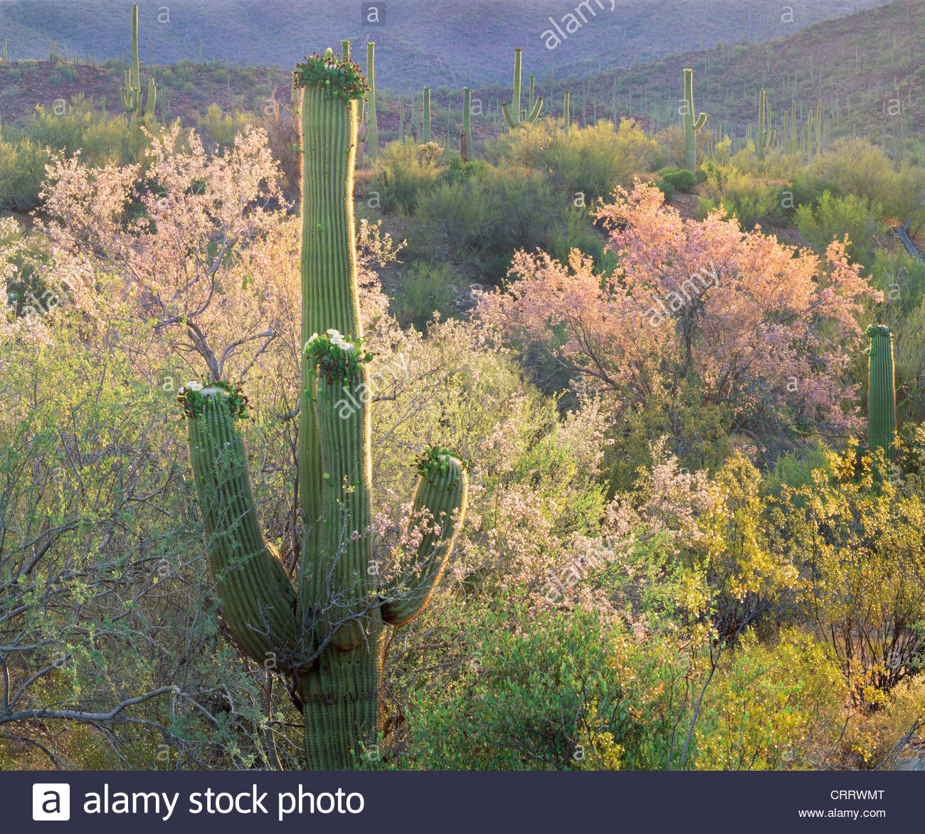 Olneya Tesota High Resolution Stock Photography and Images - Alamy