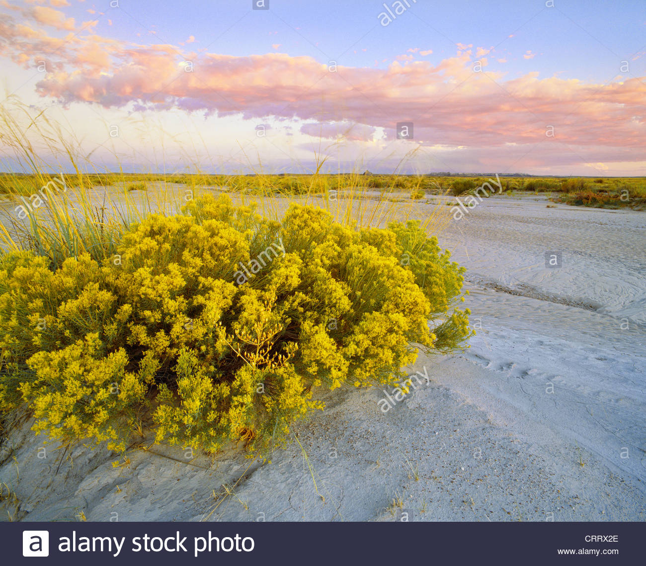 Rabbitbrush High Resolution Stock Photography and Images - Alamy