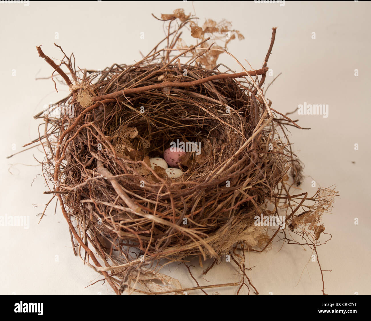 Birds nest eggs real straw grass moss Stock Photo - Alamy