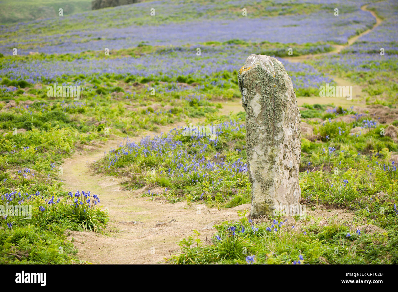 The Harold Stone, Skomer, South Wales, United Kingdom Stock Photo - Alamy