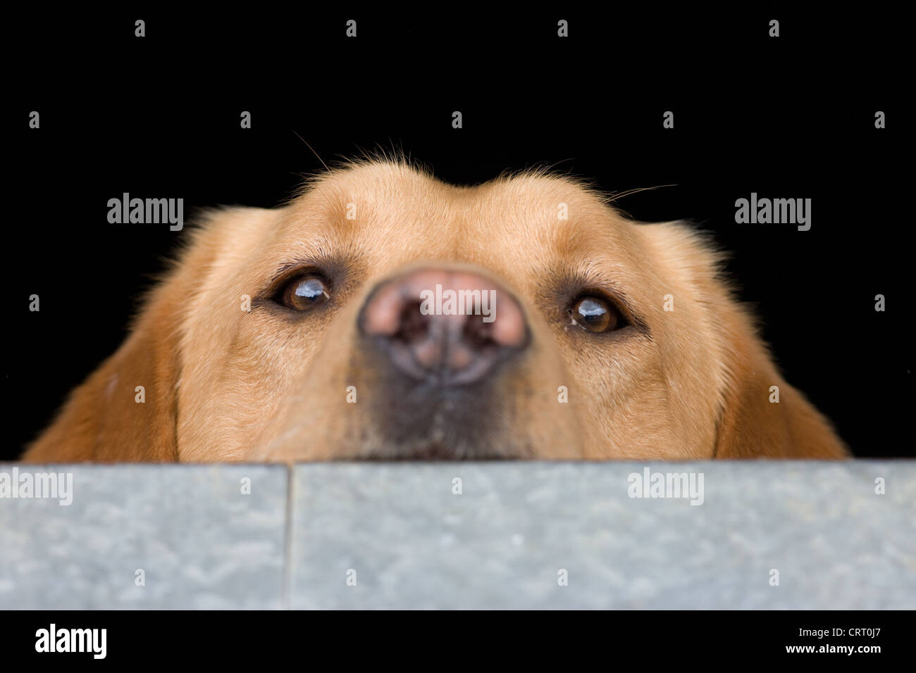 Yellow Labrador dog looking over a stable door Stock Photo - Alamy
