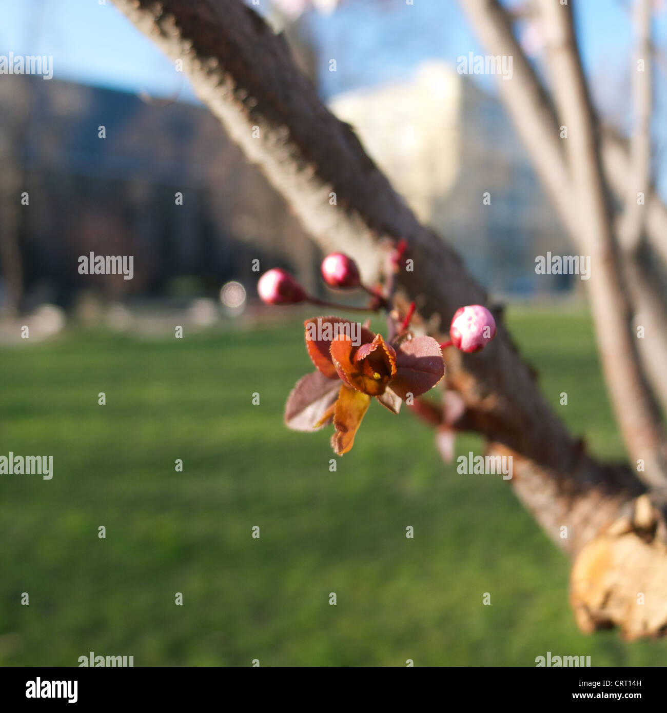 Grass tree flowering hi-res stock photography and images - Alamy
