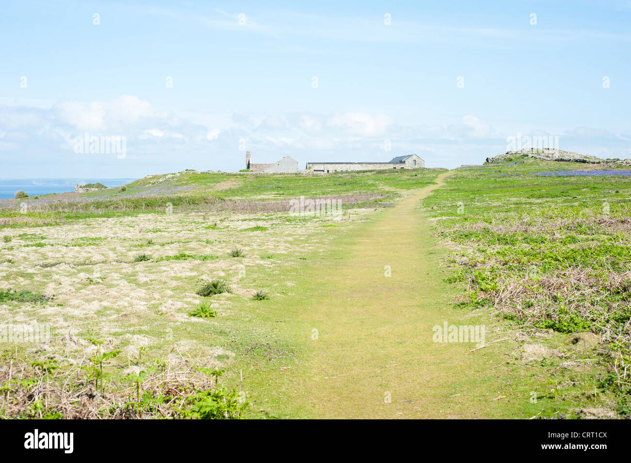 Skomer flora hi-res stock photography and images - Alamy