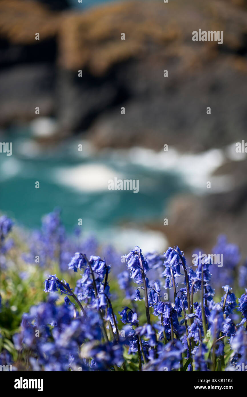 Bluebell flower petals in english hi-res stock photography and images ...