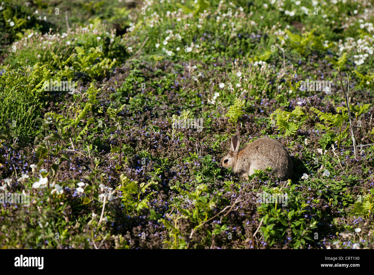 Wild Rabbit, Oryctolagus cuniculus, Skomer Island, South Wales, United ...