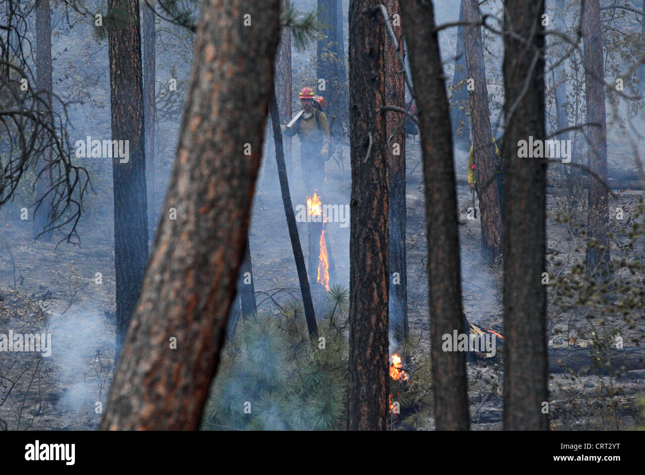 A U.S. Forest Service fire crew member fights a forest fire near Bonner ...