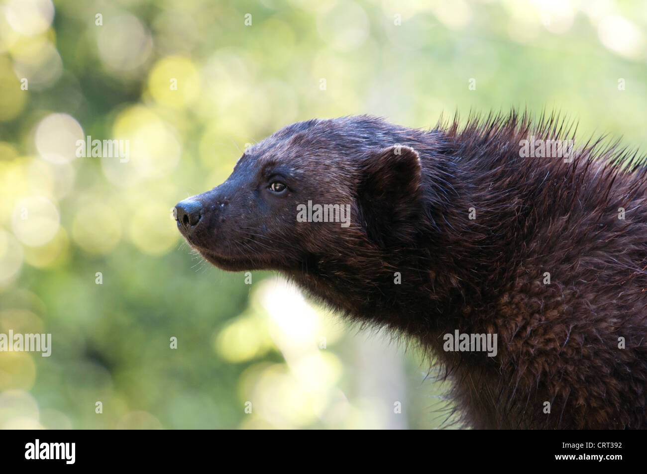 Wolverine hi-res stock photography and images - Alamy