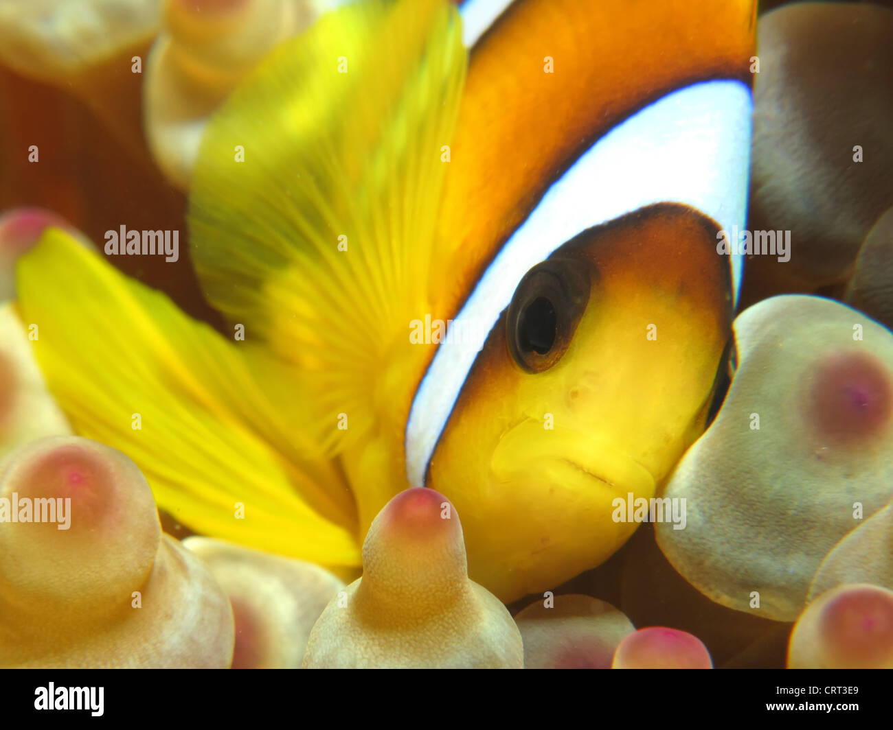 Anemonefish (amphiprion bicinctus Stock Photo - Alamy