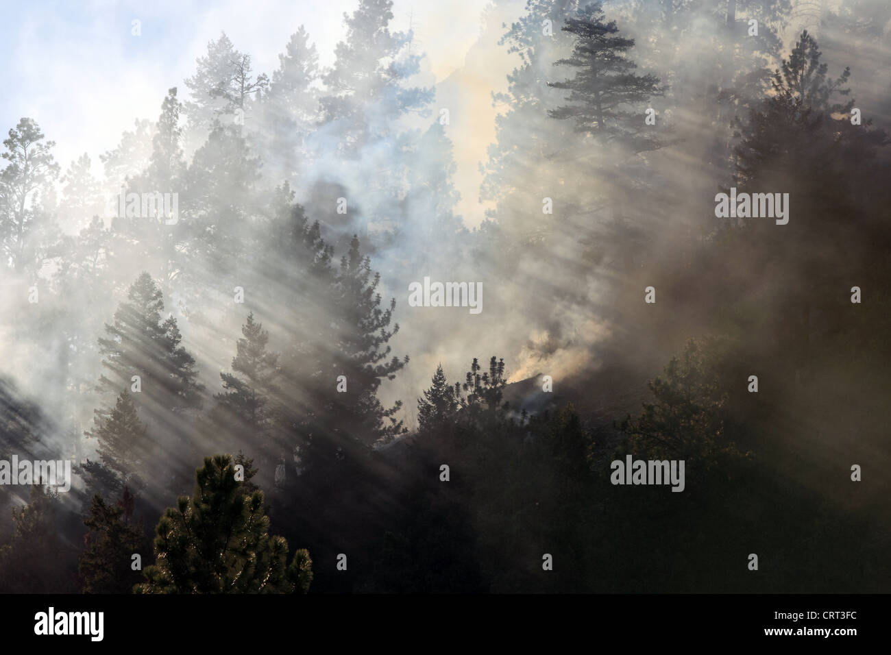 Smoke hangs in the trees during a forest fire near Bonner, Montana, USA ...